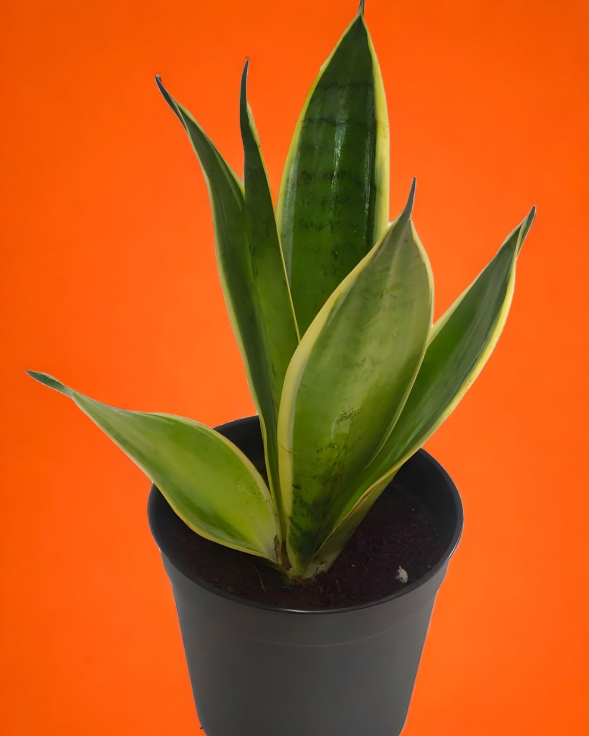 Ugaoo Sansevieria Golden Hahnii Snake Plant With Self Watering Pot ...