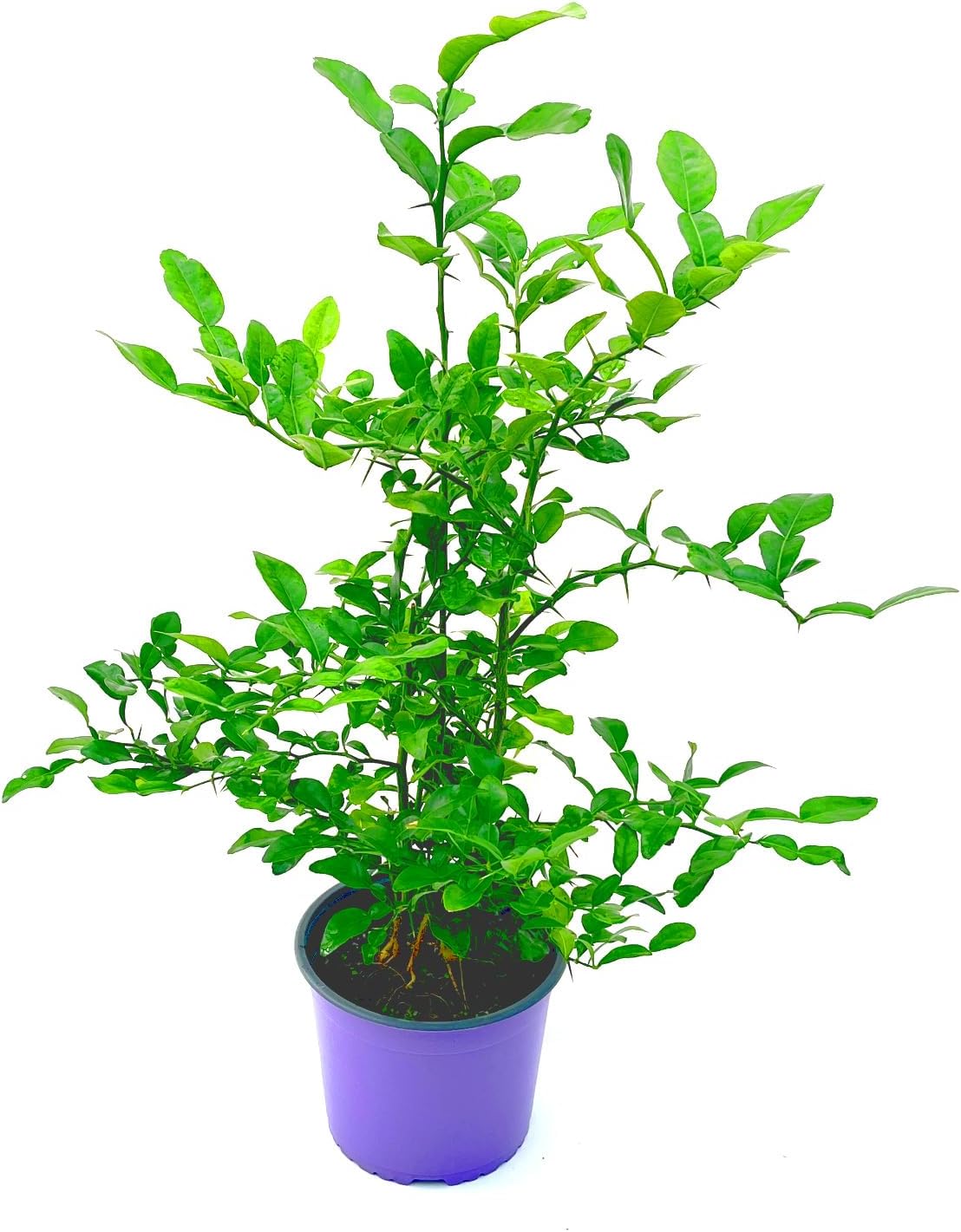 Exotenherz - Kaffir-Limette - Citrus hystrix - 1 Pflanze ...