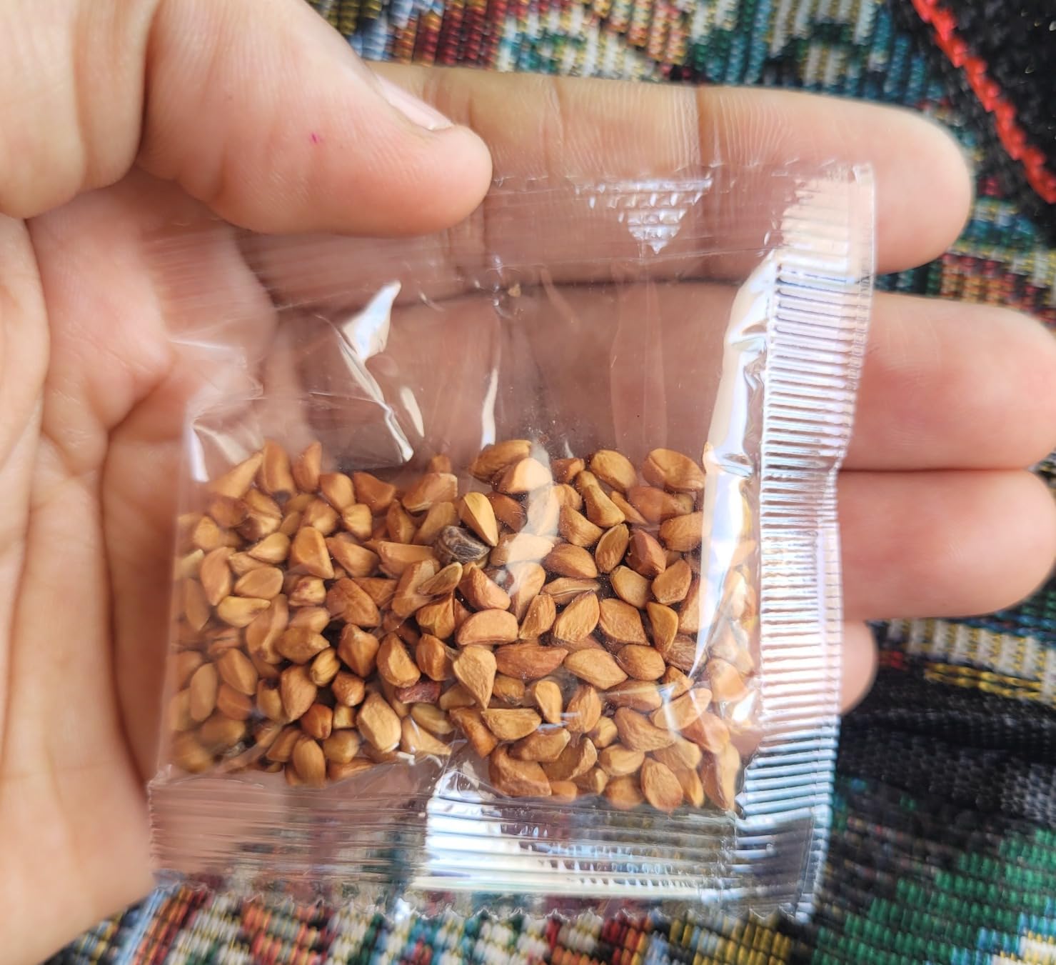 Amazon.com : Rare Red Rose Seeds for Planting, Heirloom, No-GMO 200 ...