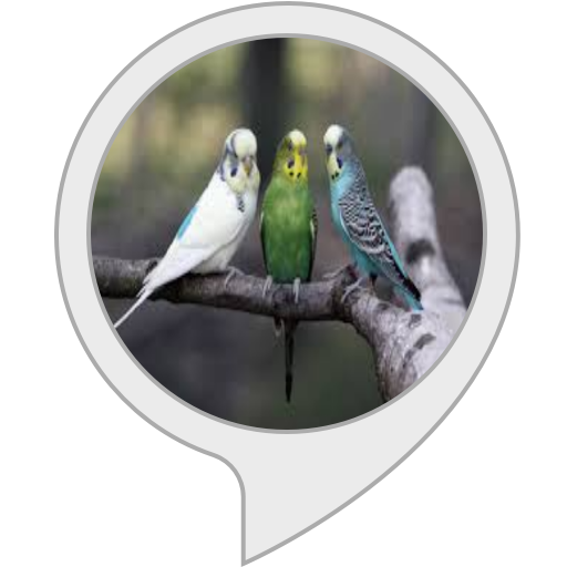 Amazon.in: Bird facts : Alexa Skills