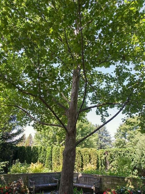 Amazon.com : American Sycamore Tree - Live Plant - 10-12'' Tall - Quart ...