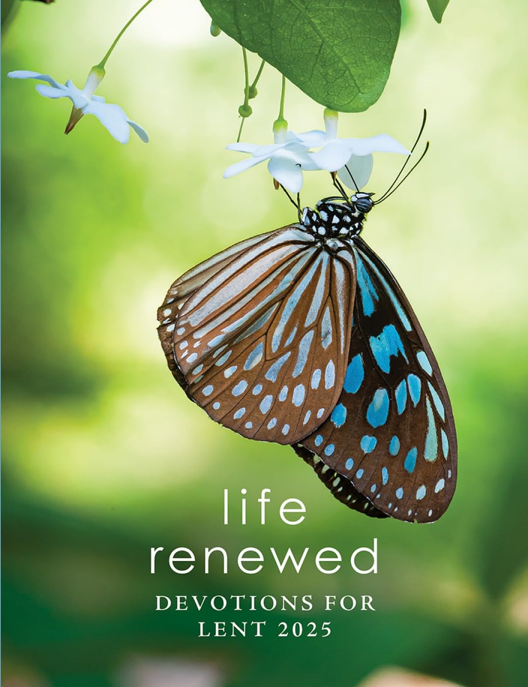 Life Renewed: Devotions for Lent 2025: Nalean-Carlson, Stacey, Stephens ...