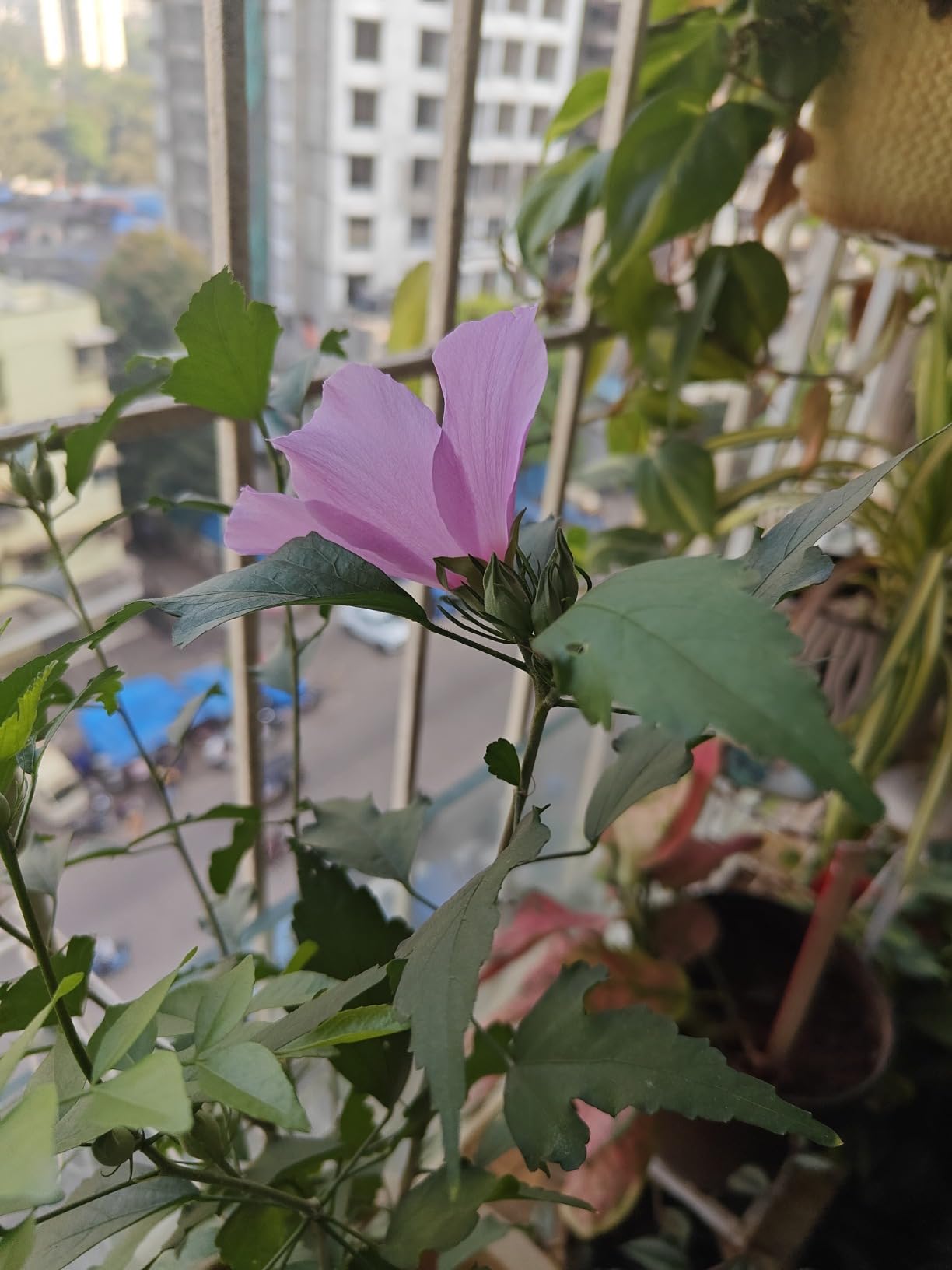 Oxiflora "Blueberry Smoothie Hibiscus/Hibiscus" hybrid - 1 Healthy Live ...