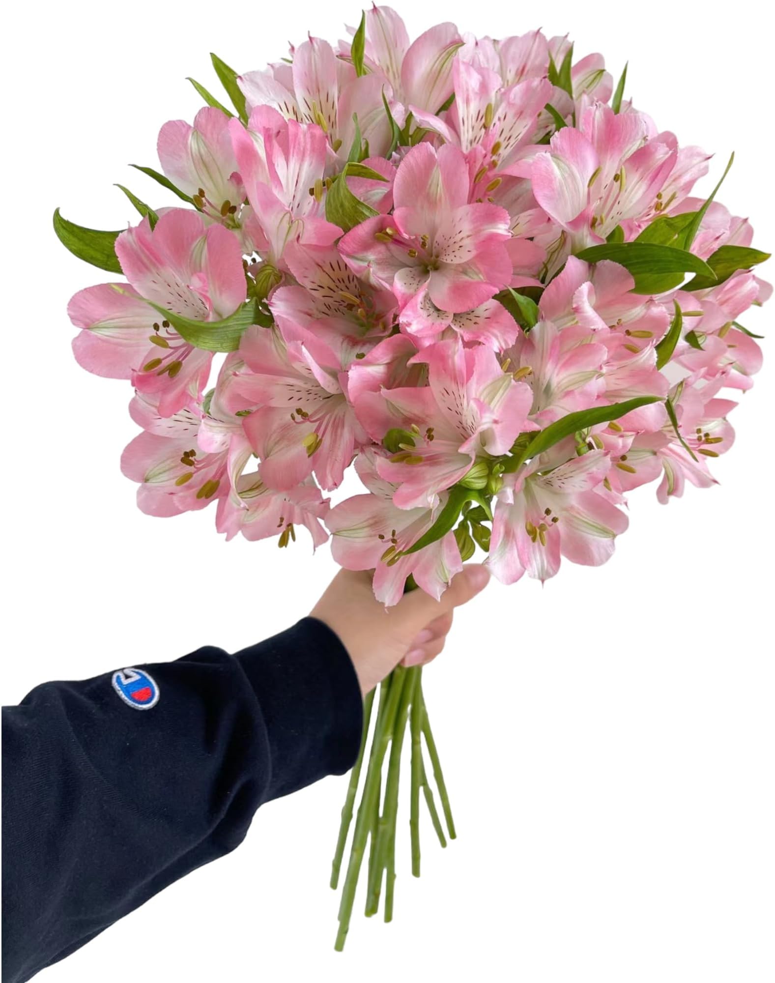 Amazon.com: 10 stem Alstroemeria/Peruvian Lilies Assorted Bqt - KaBloom ...