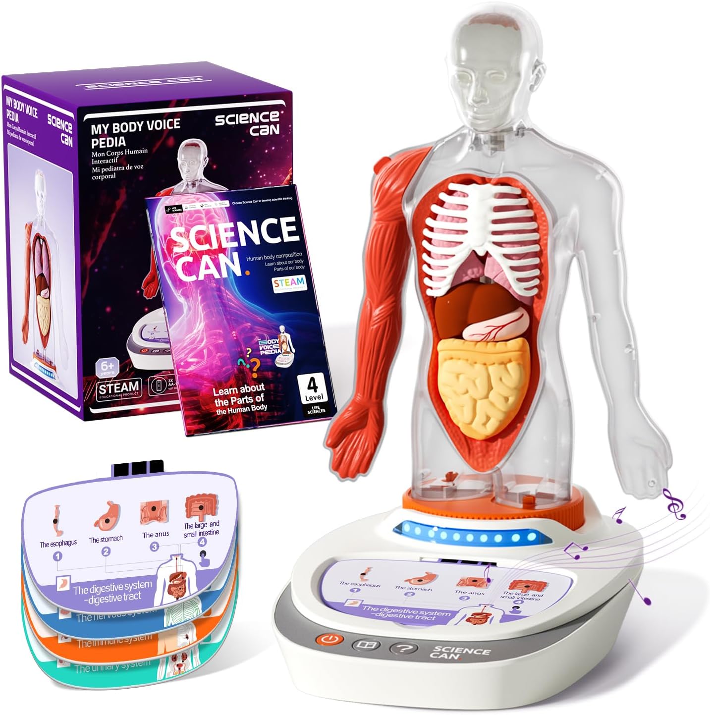 Amazon.com: SmartLab QPG Lab for Kids, Squishy Human Body, Grade 3-8 ...