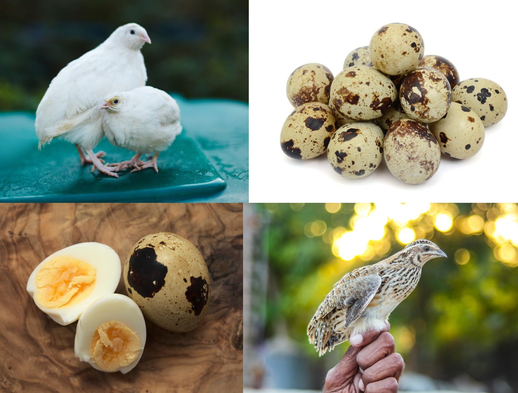 Amazon.com: Jumbo Coturnix Quail Eggs for Hatching - Fertile Hatchin ...