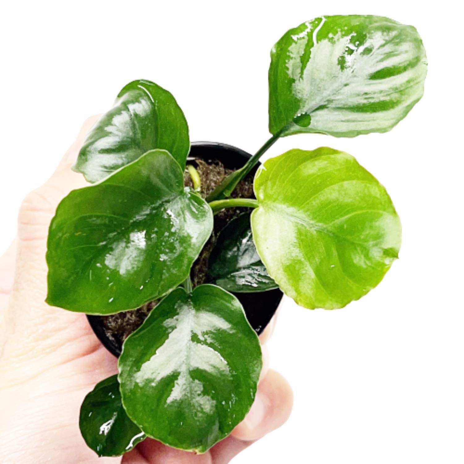 Anubias Aquarium Plant Live Mainam Anubias Barteri Broad Leaf Live ...