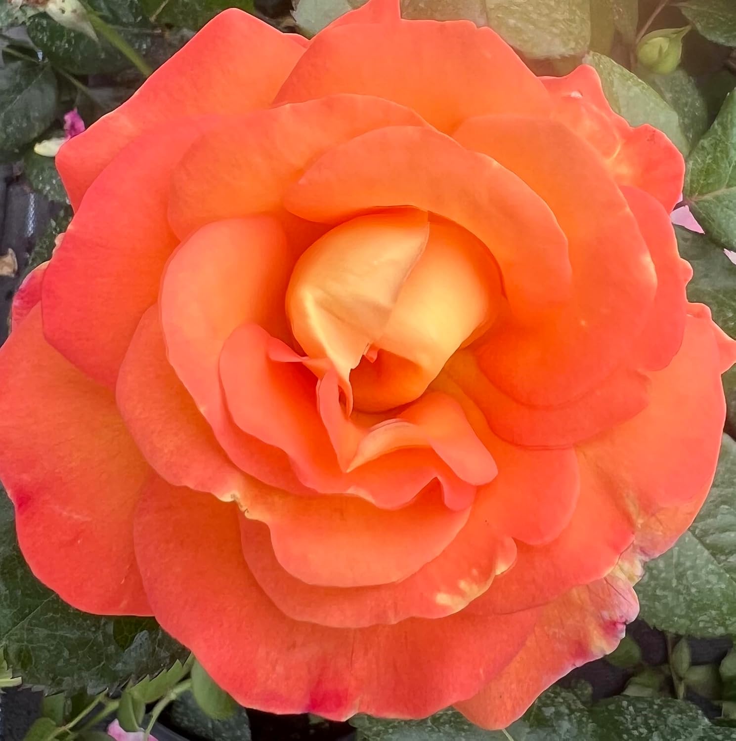 ‘Old John’ Rose – Rich Orange Blooms – Floribunda - 4 Litre Pot ...