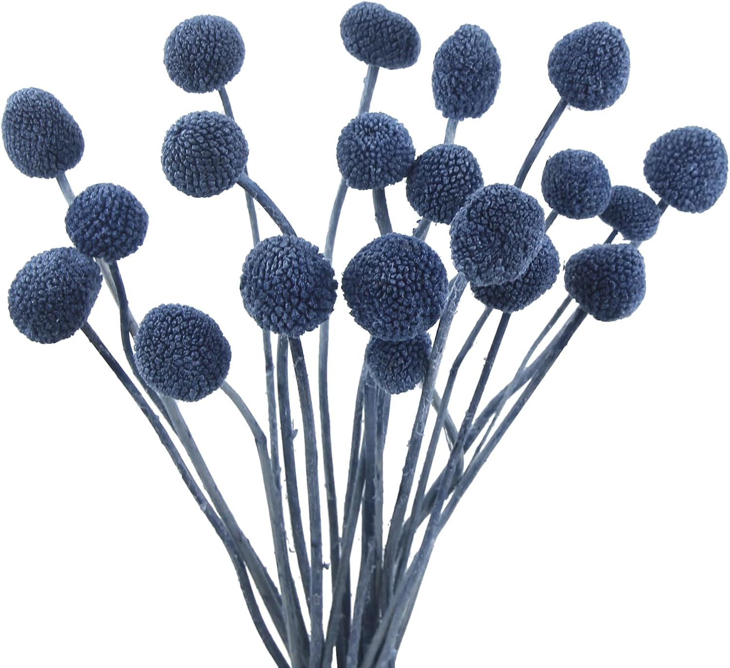 Amazon.com: CISDUEO 20 Pcs Dried Flowers Craspedia Billy Balls Flowers ...