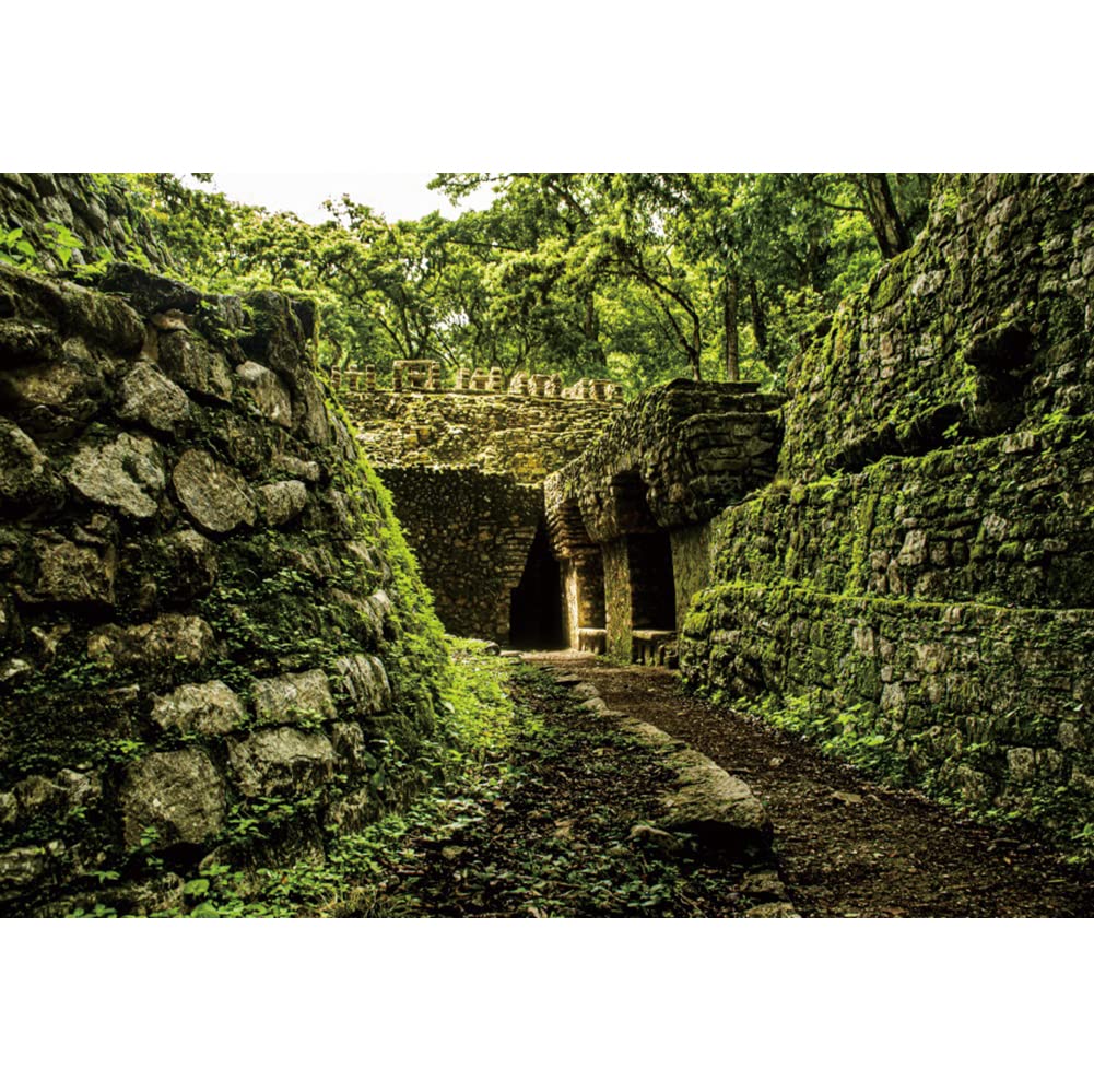 Mysterious Forest Ruins