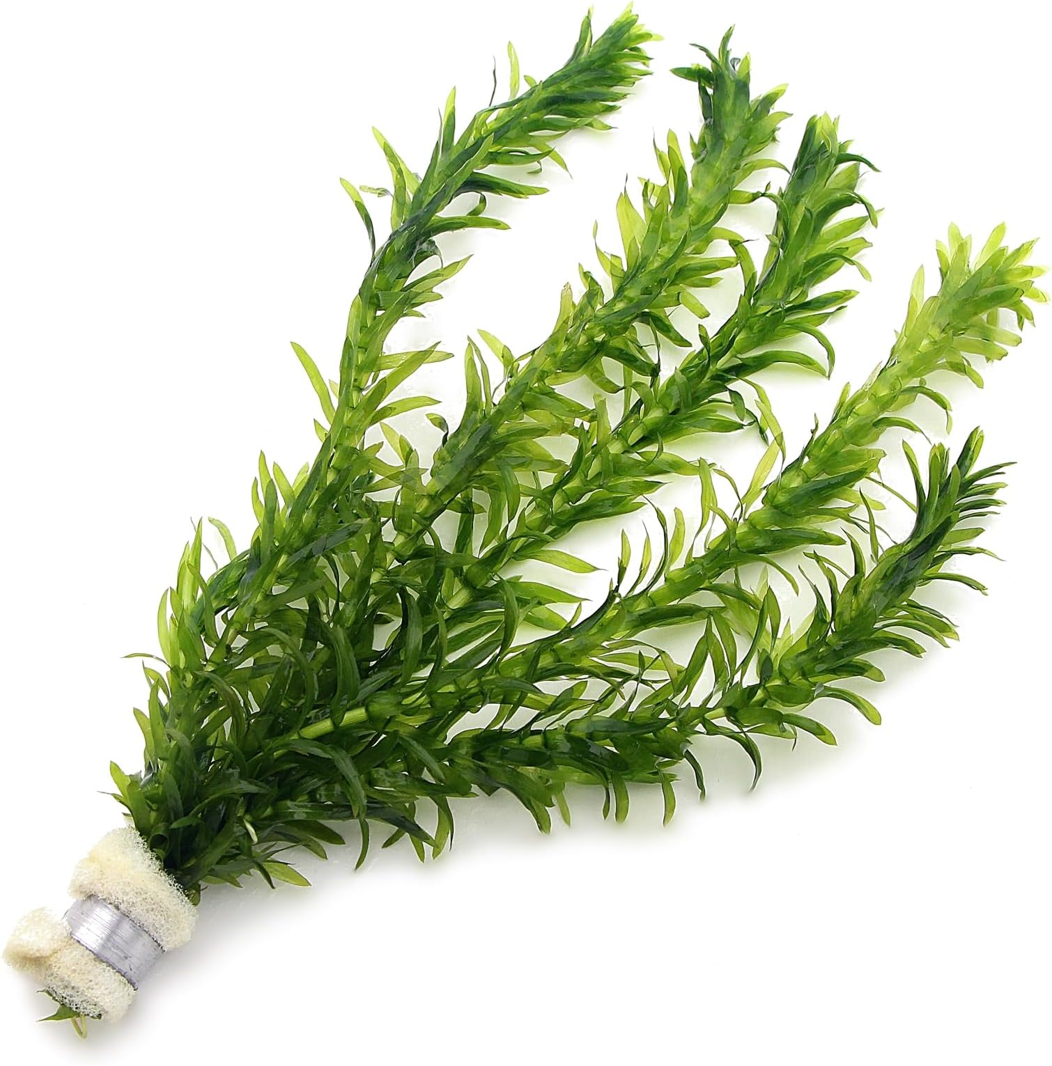 5 x Oxygenating Weed Live Pond Plant ELODEA DENSA - Also Aquarium ...