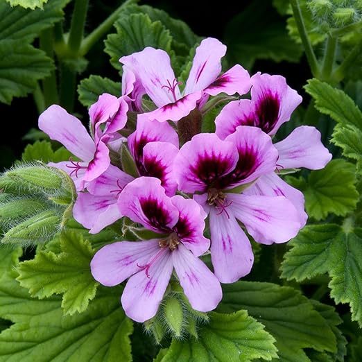 Carbeth Plants - Orange Fizz Scented Geranium - Pelargonium in 10.5cm ...