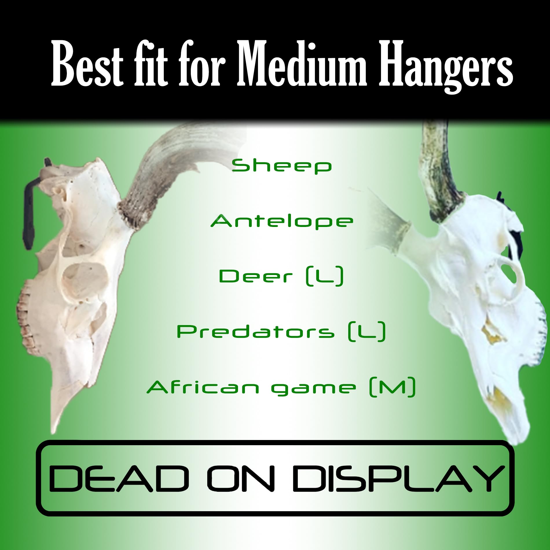 Snapklik.com : DEAD ON DISPLAY Skull Hanger, European Skull Hanger ...