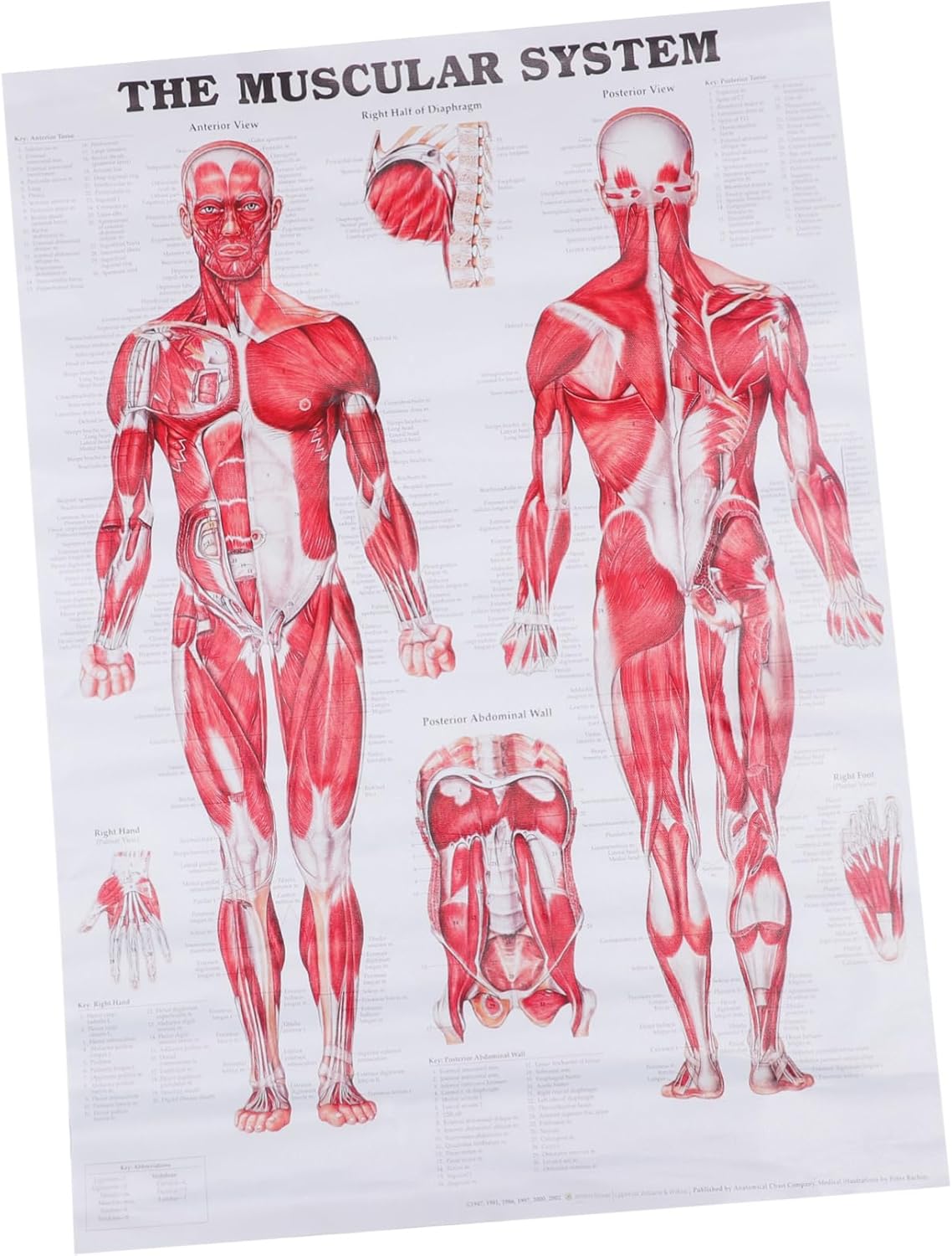OKUMEYR Human Anatomy Muscle Anatomy Posters Anatomy Chart Anatomy Wall ...
