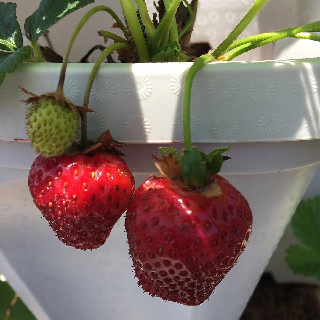 Stackable Container Strawberries