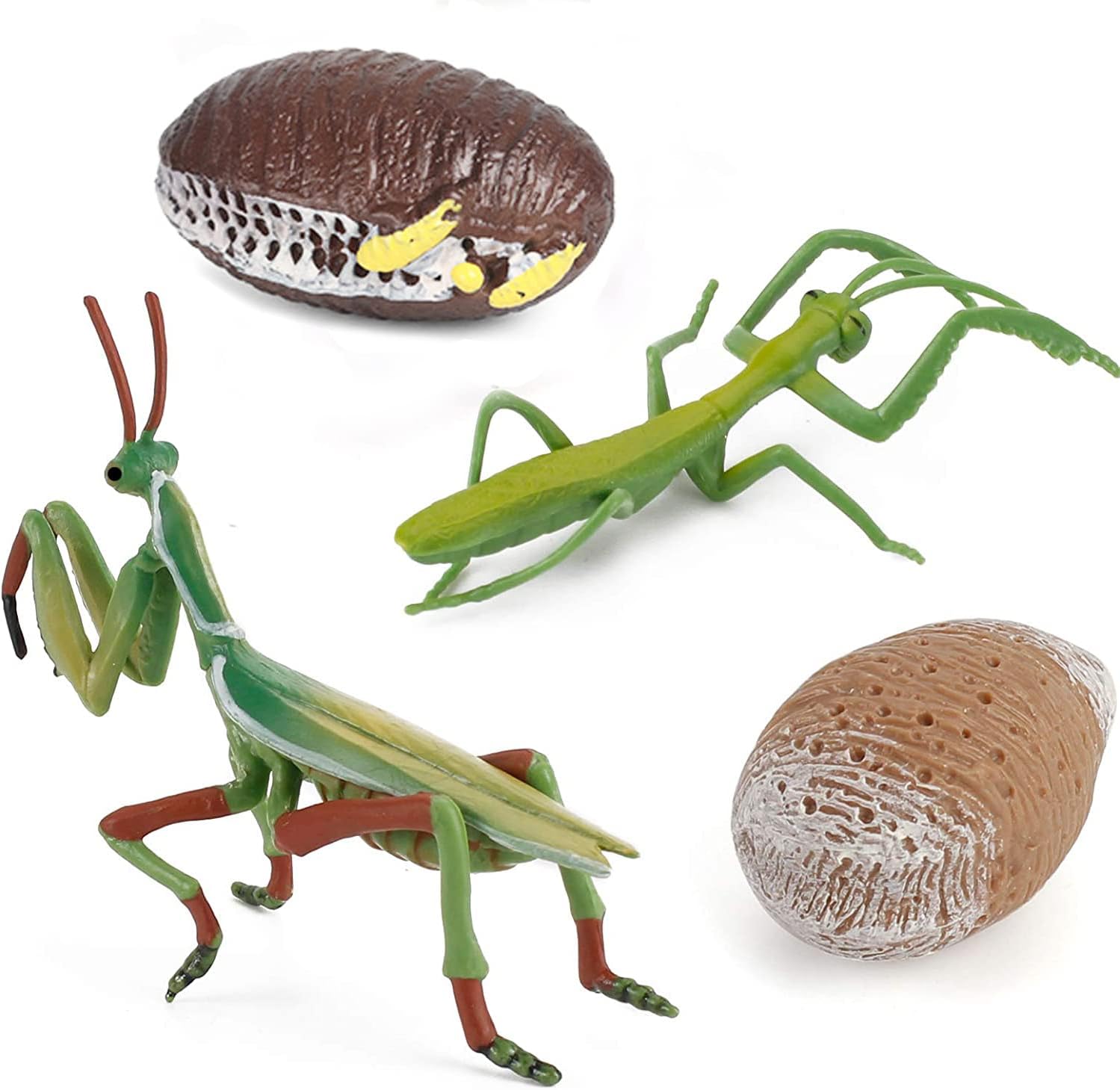 Amazon.com: Momoplay Mantis Insects Animals Figurine Set, Life Cycle ...