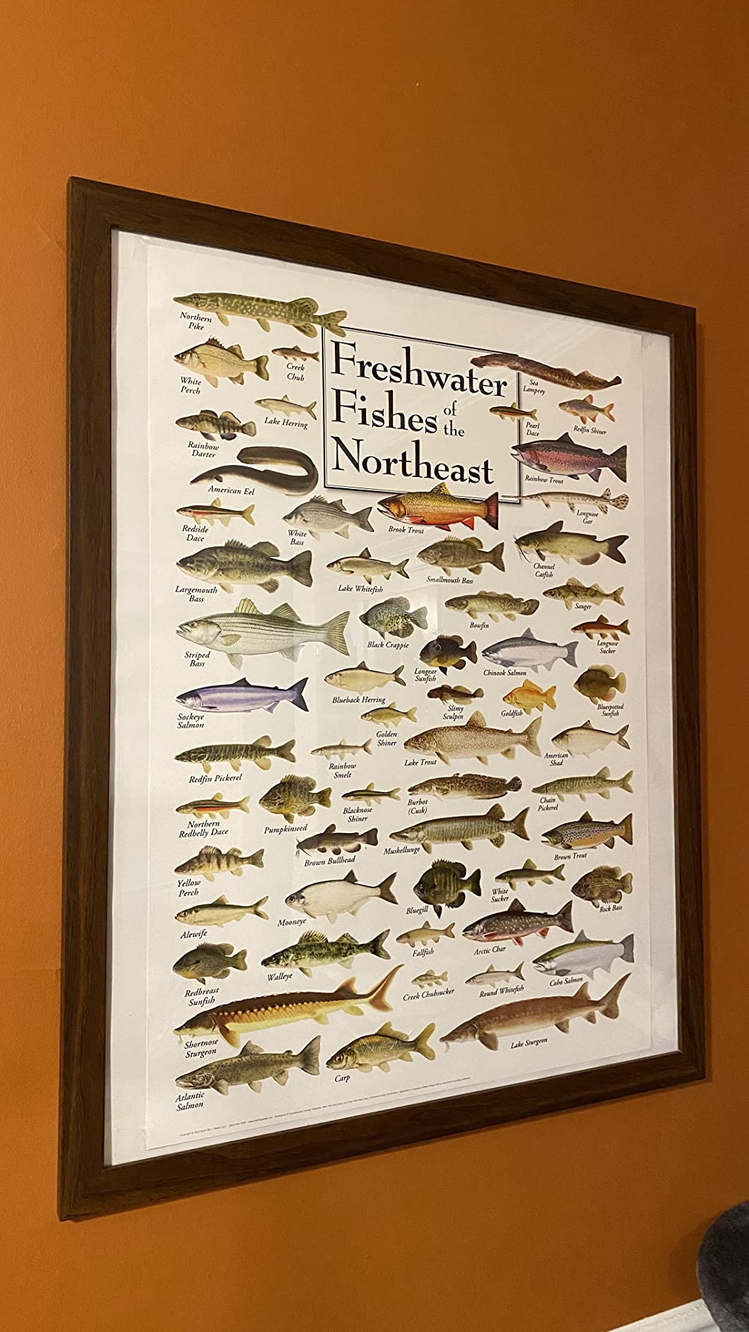 Amazon.com: Earth Sky + Water - Freshwater Fishes of the Northeast ...