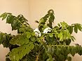 Plant Bends 10-480-085,White (Pack of 50) : Amazon.co.uk: Garden