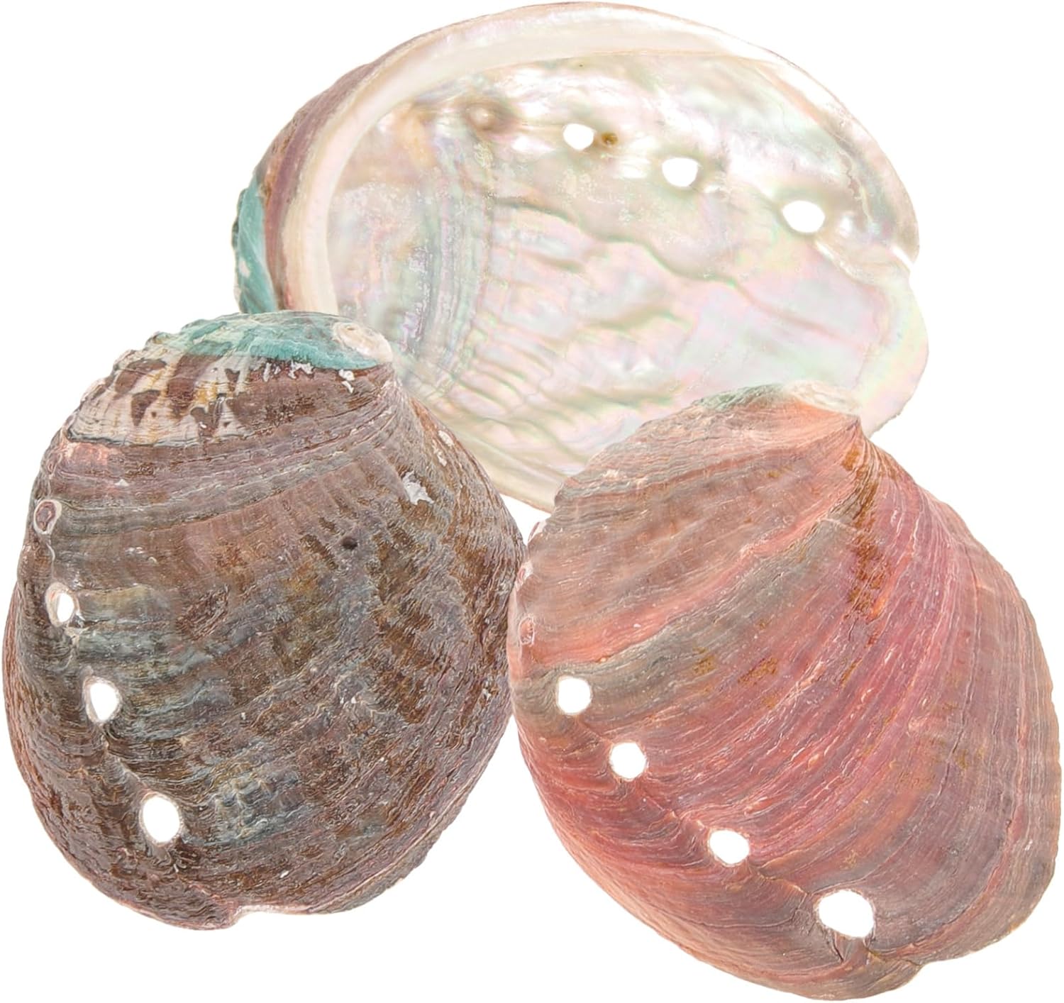 Abalone Shell 3pcs Container Abalone Shell for smudging kit Crafts Fish ...