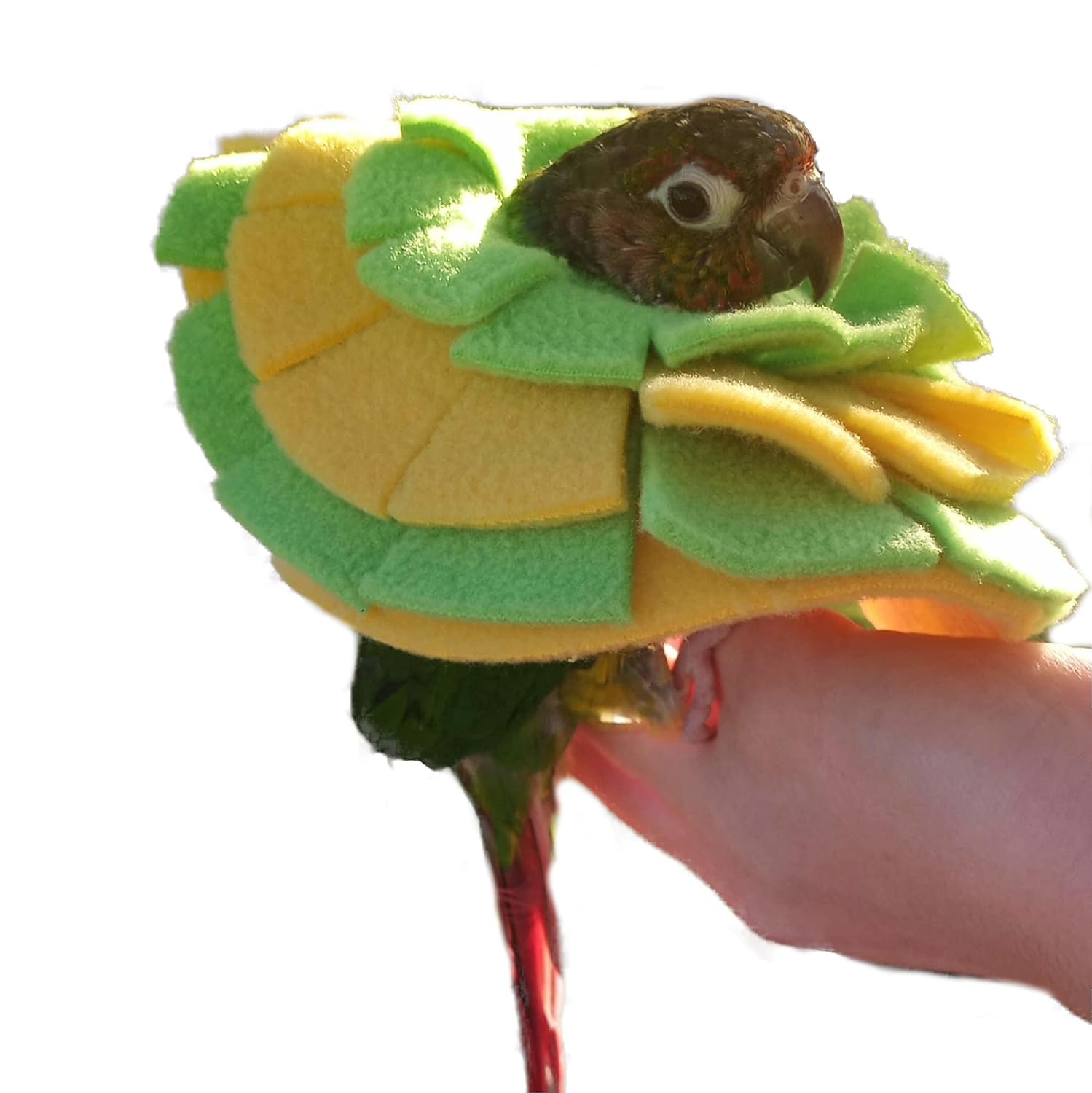Amazon.com: Soft Bird Collar for Green Cheek Conure, Cockatiels, and ...