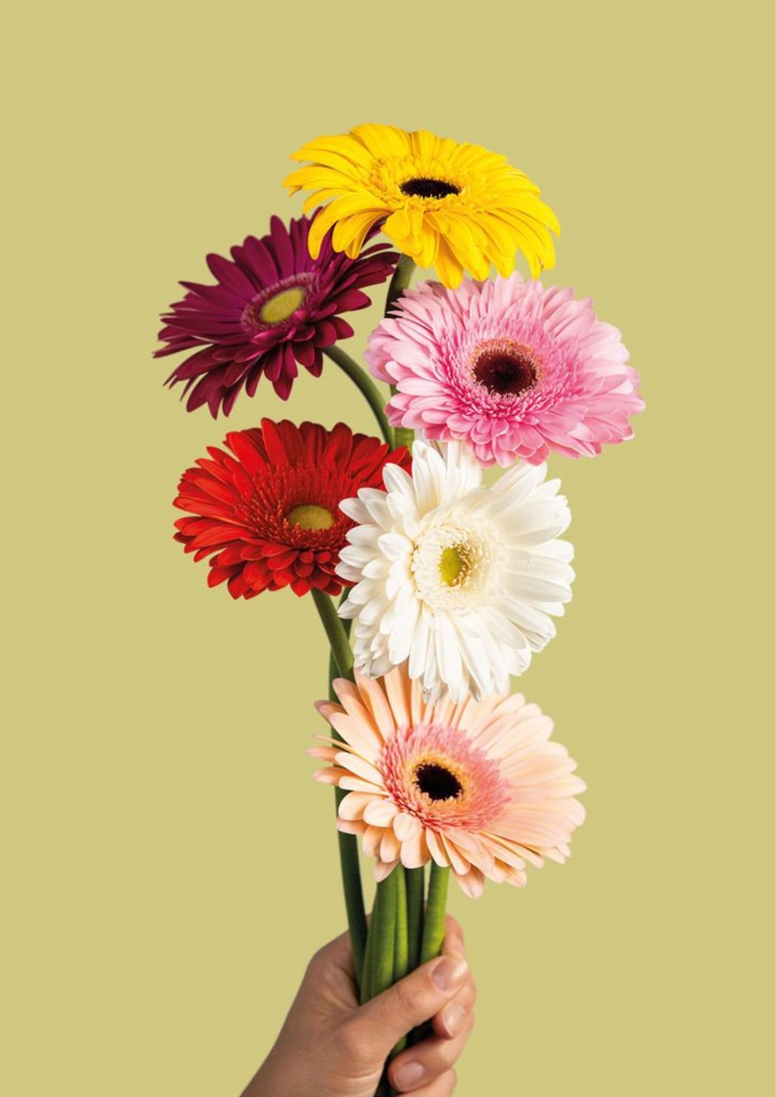 Gebdinsh Garden® Imported Gerbera Flower Seeds For Kitchen Gardening ...