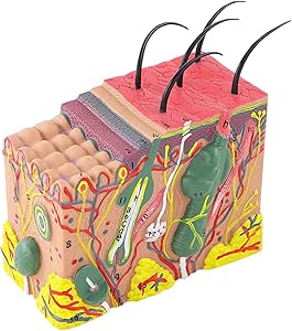 Human Skin Model, 35x/50x/85x Enlarged Hair Layer Structure Anatomical ...