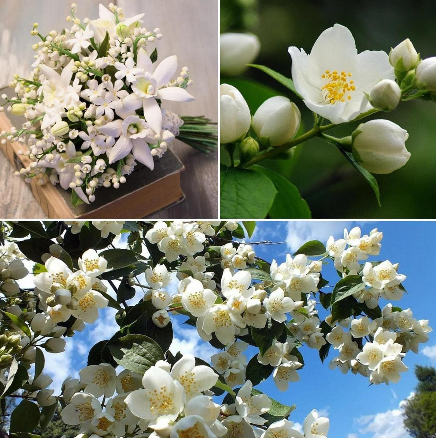Amazon.com : 100+ Jasmine Seeds for Planting : Patio, Lawn & Garden