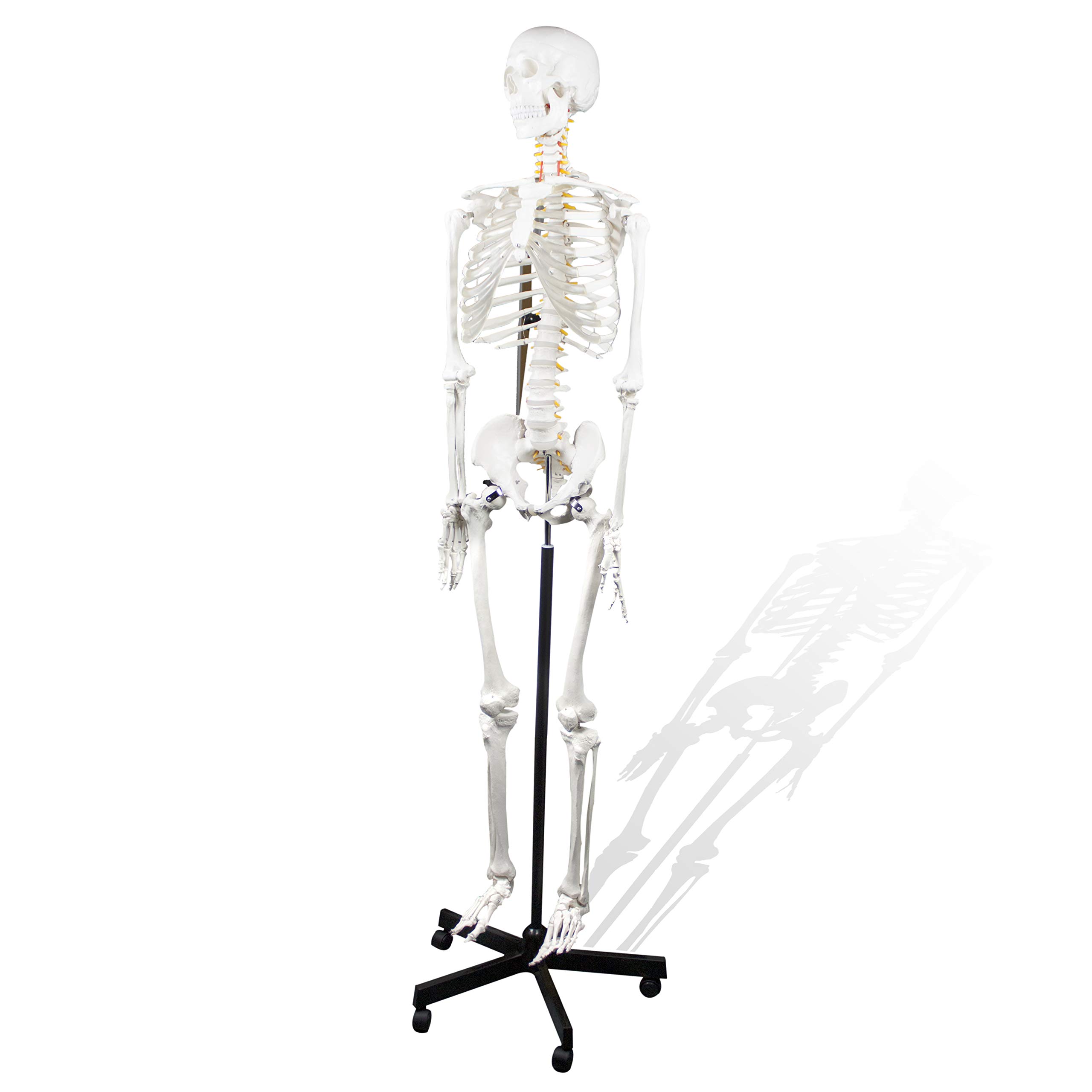 Buy Parco Scientific PB00152 Life-Size 66" (168cm) Human Skeleton ...