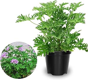 Amazon.com : 2 Live Citronella Plants for Outside, Citronella Geranium ...