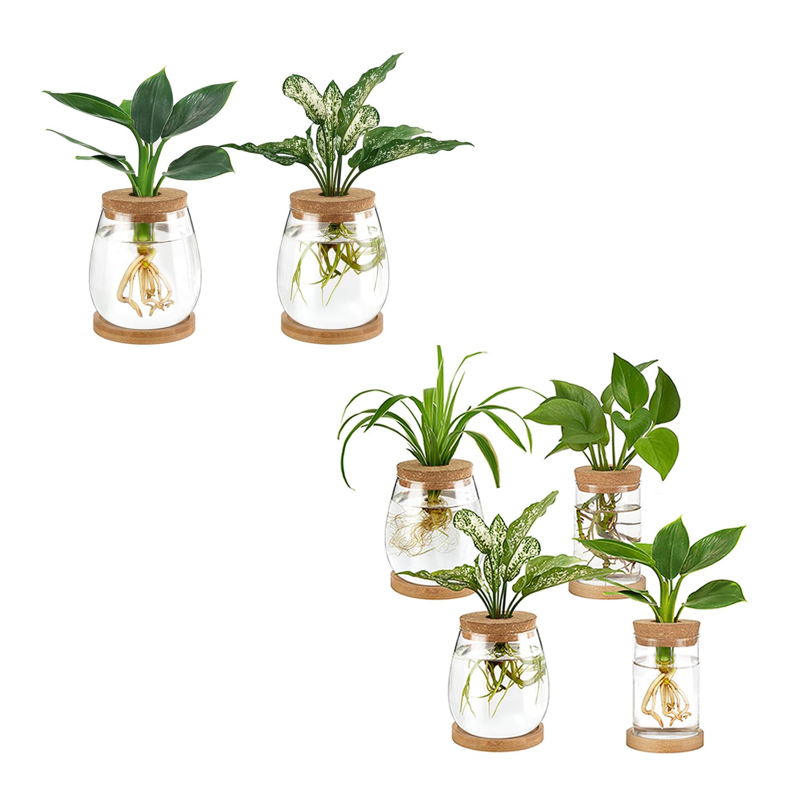 Amazon.com: Dahey Propagation Jars 2PC and 4 Pcs Plants Propagation ...
