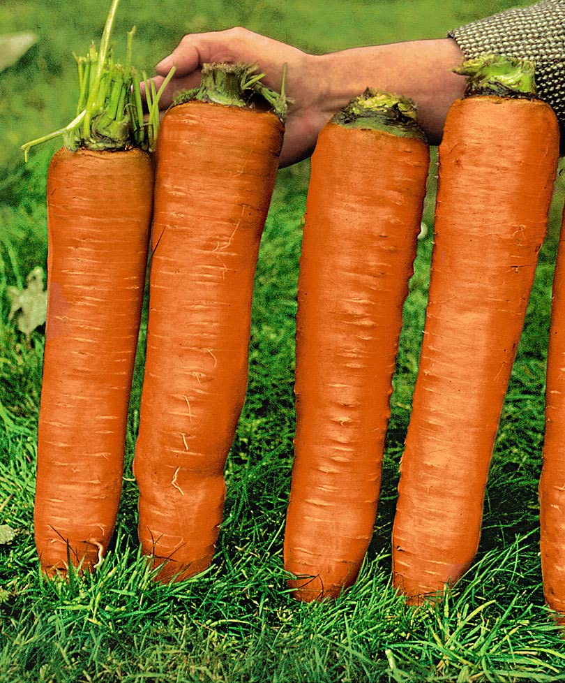 Amazon.com : SeedsUP - 1000+ Giant Carrot - Vegetable Red : Patio, Lawn ...