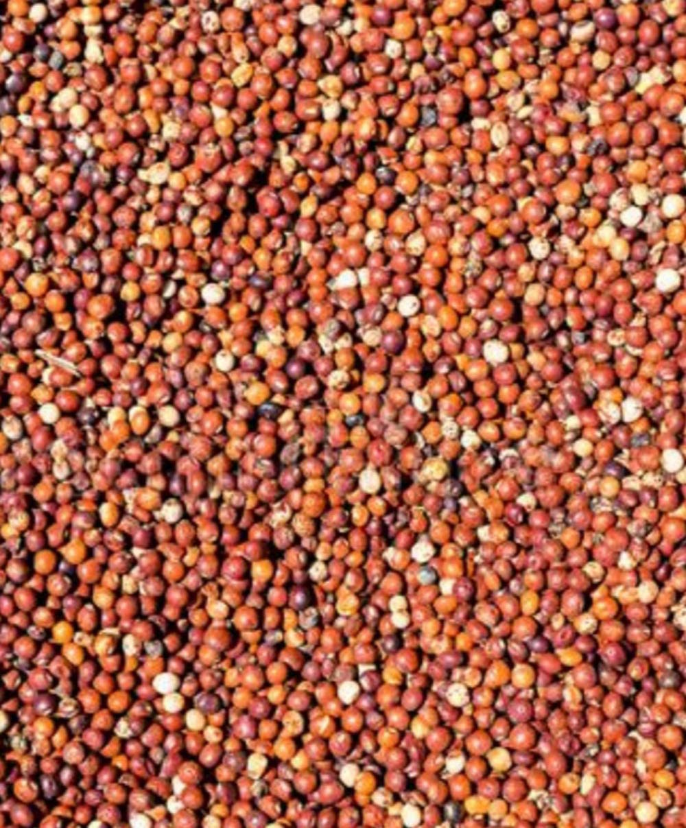 Buy Bird's Foods World Chola Seeds for Bird, 250g Online at Low Prices ...