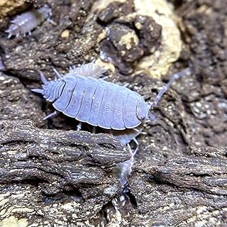 Pill Bug Diet: What Do They Eat? | ShunKeto