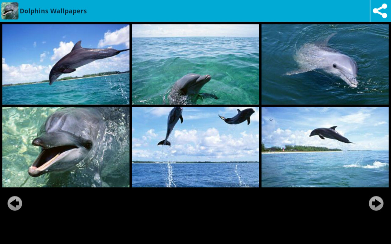 Dolphins Wallpapers - App on Amazon Appstore
