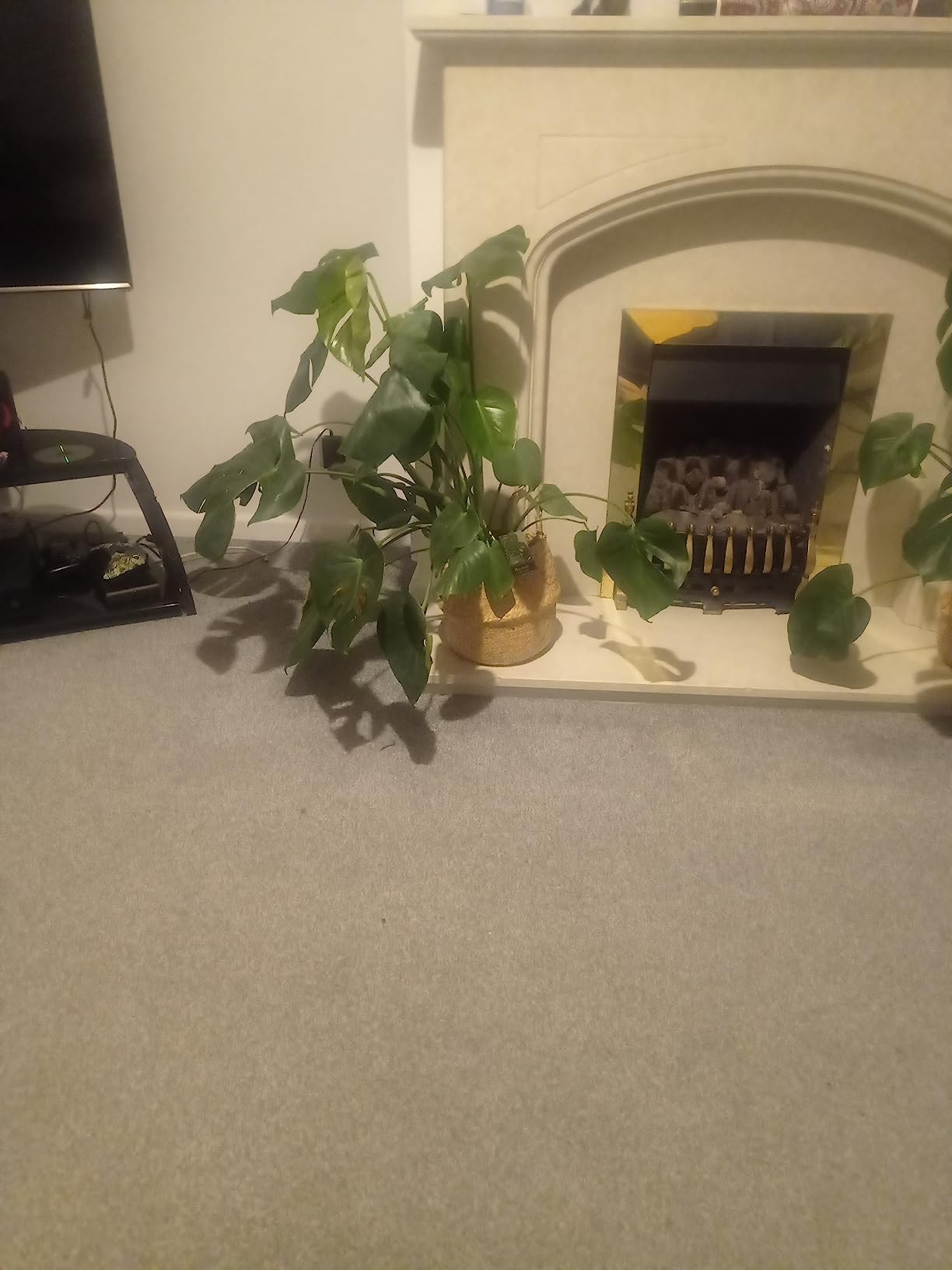 FERRIS | Houseplant Food [2 x 175ml] | Houseplant Fertiliser for ...