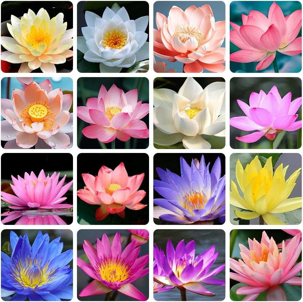 Amazon.com : EKFRPAU 35+ Mixed Bowl Lotus Seeds, Bonsai Lotus Seeds for ...