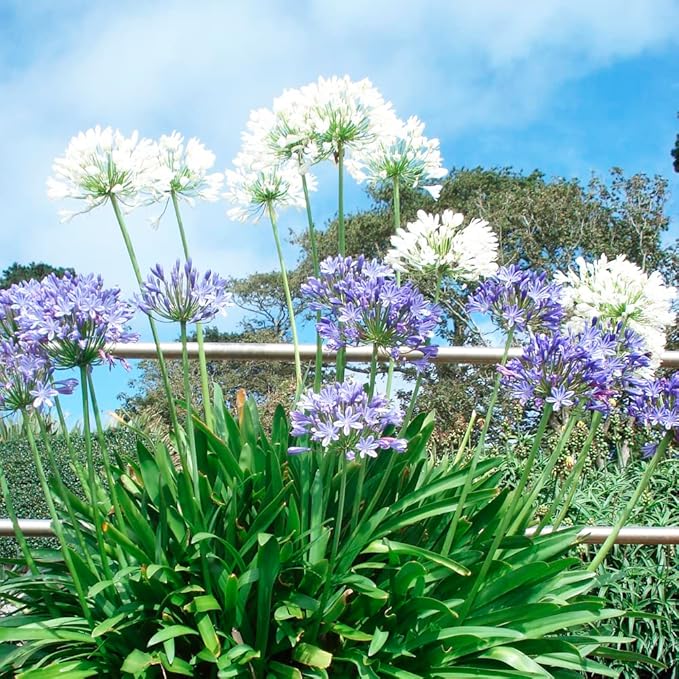 2 x Agapanthus Blue & White – Large Spherical Blooms – Summer Flowering ...