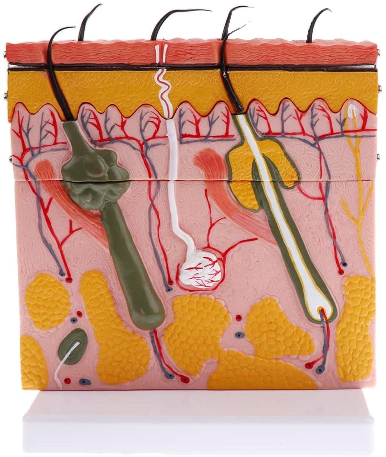 Buy Human Skin Model, 50X d, Lab Demonstration Models Biology Learning ...