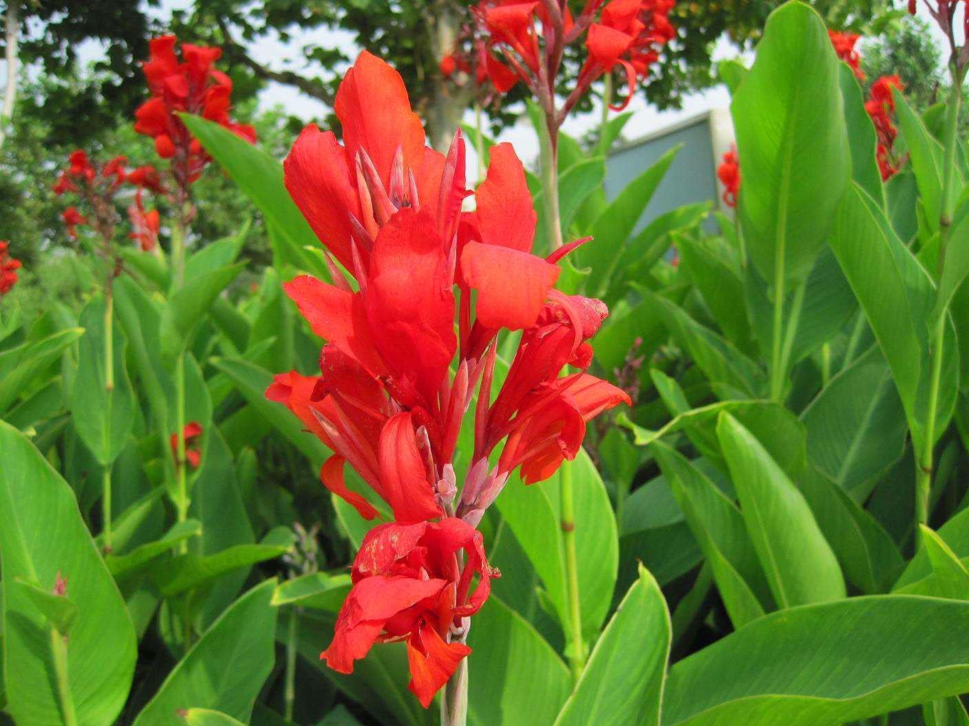 Amazon.com : MOCCUROD 10 Seeds of Canna Indica (Wild Canna Lily) Red ...
