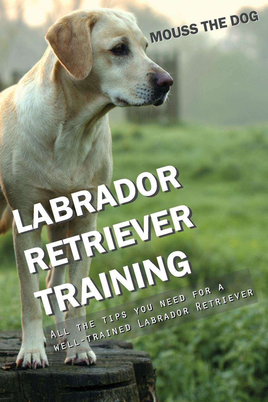 How To Train Labrador Dog