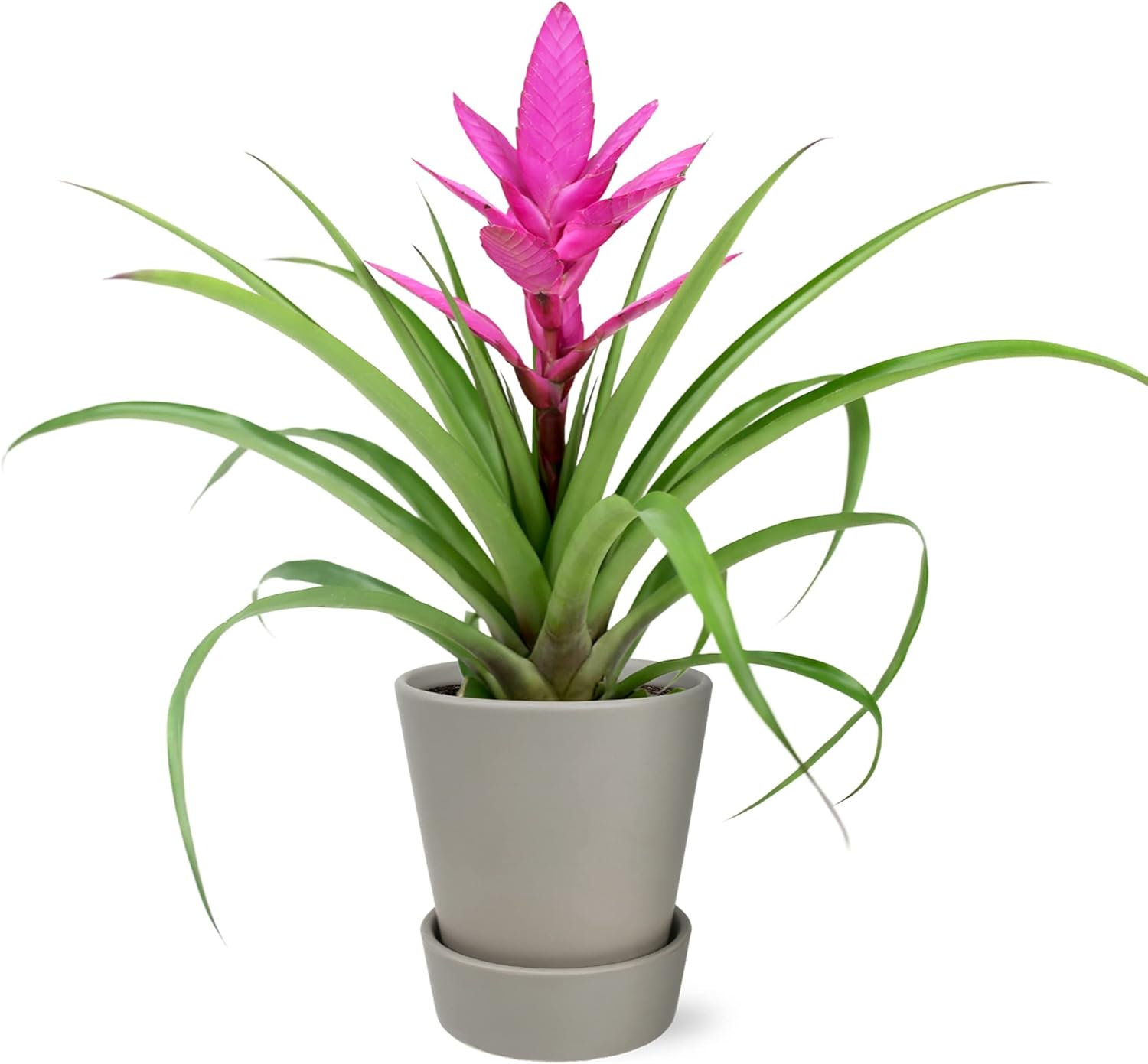 Amazon.com: Just Add Ice JA5093 Live Pink Bromeliad Plant for Indoors ...