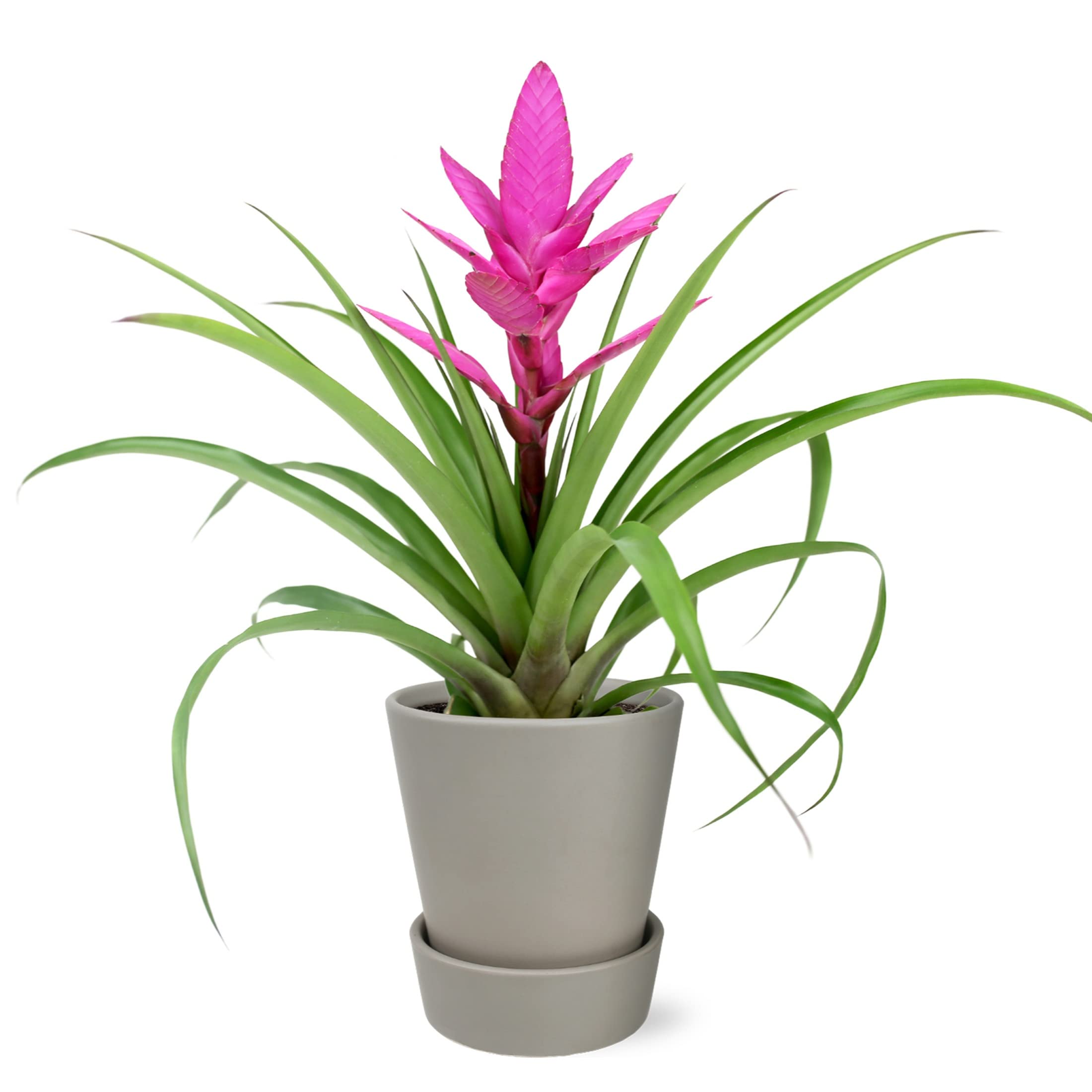 Amazon.com: Just Add Ice JA5093 Live Pink Bromeliad Plant for Indoors ...