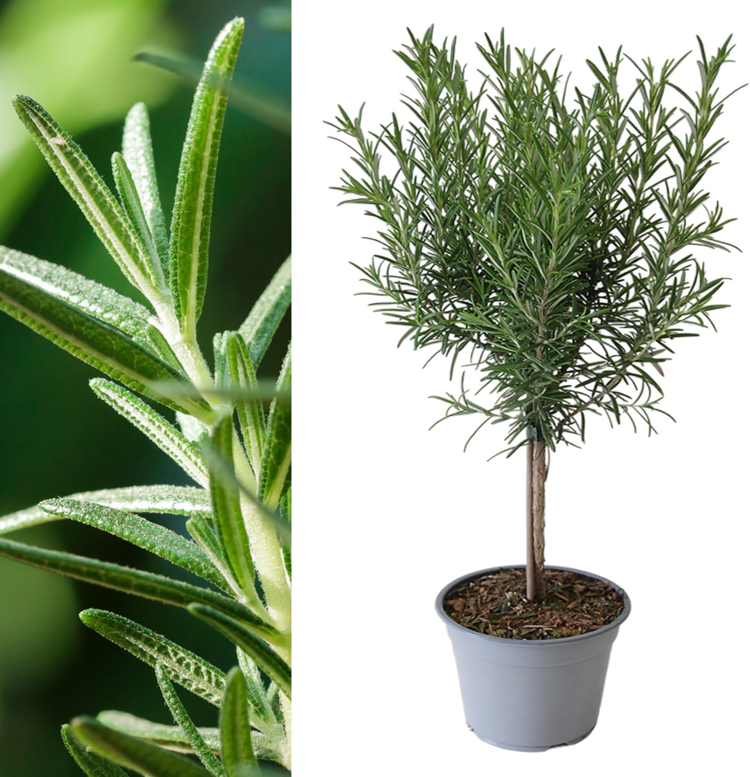 Large Rosemary herb Plant in a one and a Half Litre Pot, Upright ...
