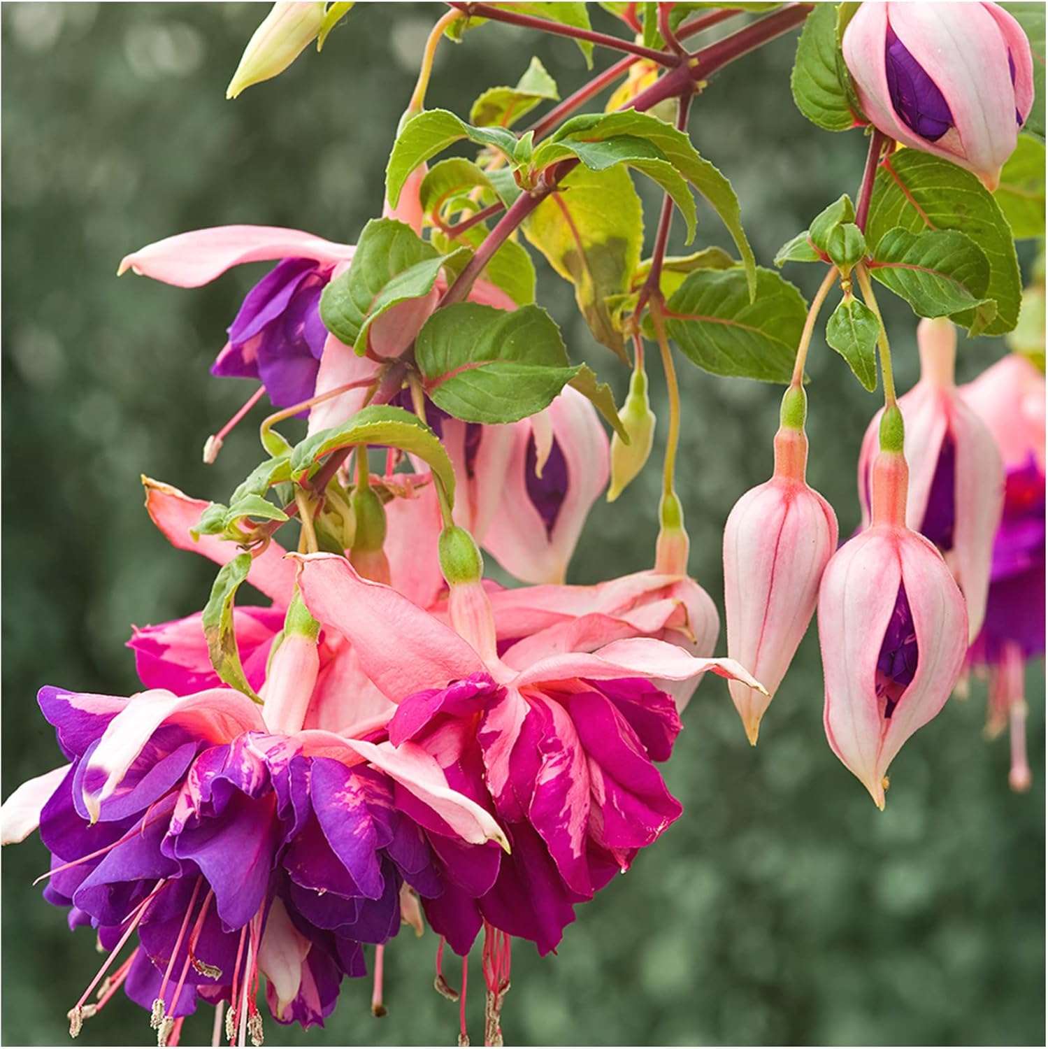 6 Trailing Fuchsia Royal Mosaic Plug Plants *Great Hanging Basket ...