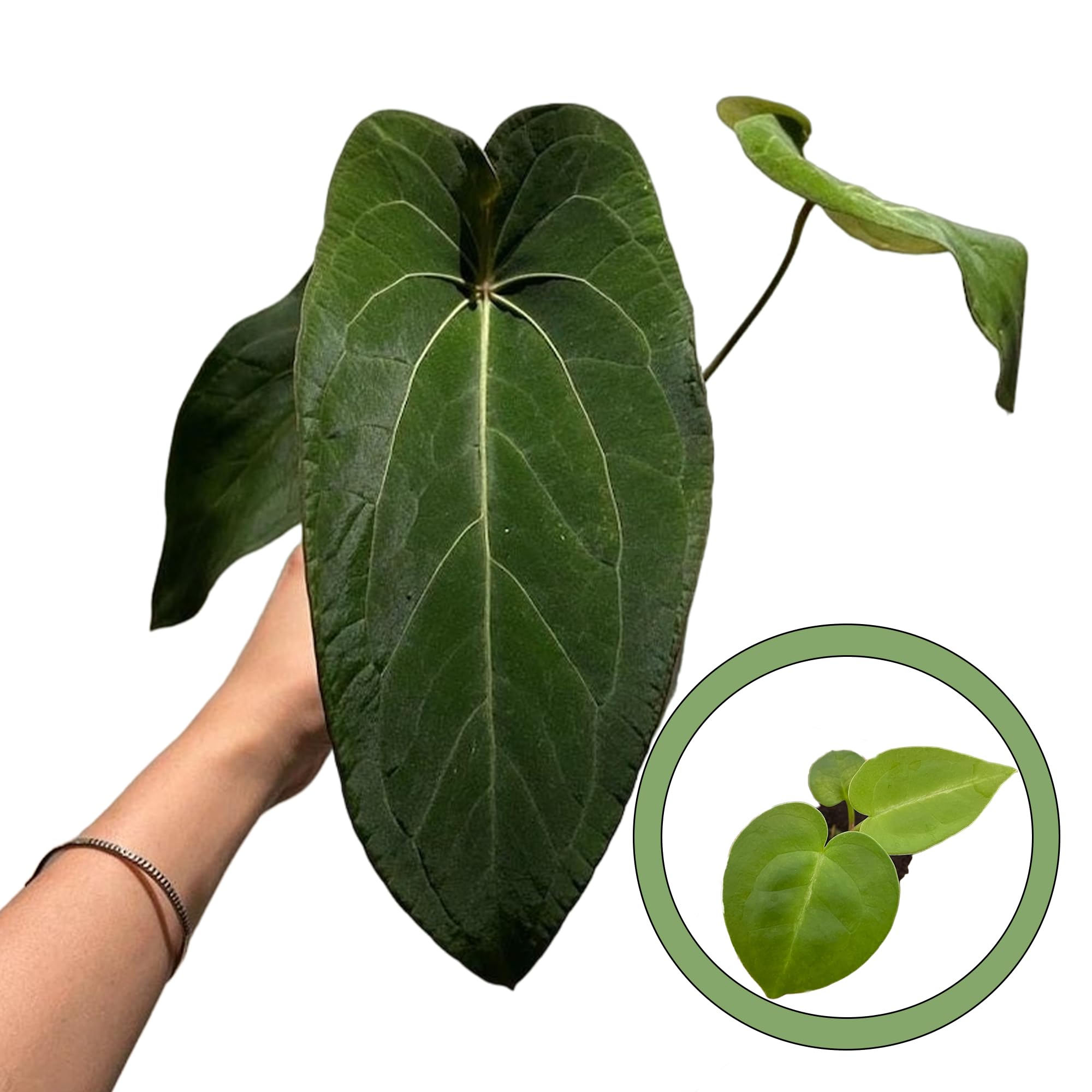 Amazon.com : Anthurium Papillilaminum x Forgetii (Indonesia Origin ...