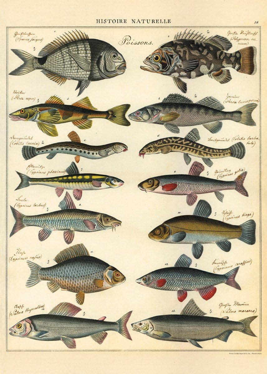 Amazon.com: Cavallini Decorative Paper - Natural History Fish 20"x28" Sheet