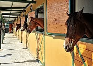 Amazon.com: BELECO 5x3ft Fabric Horse Barn Stable Backdrop Western ...