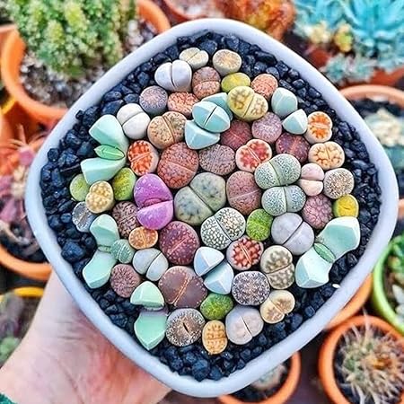 Amazon.com : KOqwez33 Seeds Plant for Garden Decoration,100Pcs Lithops Rare Living Stones ...