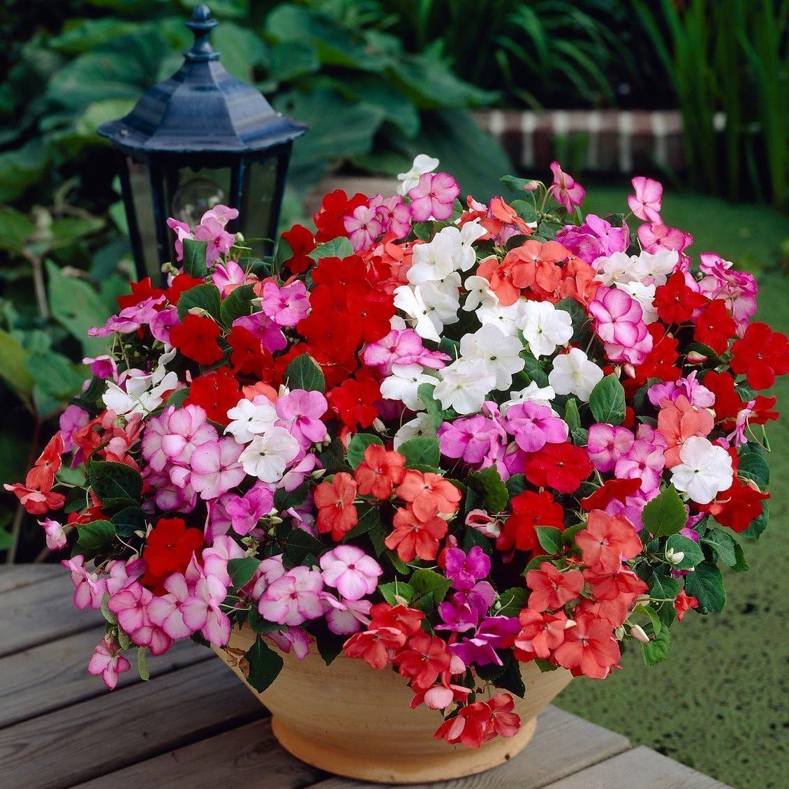 Amazon.com : KIRA SEEDS - Seeds Busy Lizzie Mix Balsam - Impatiens ...