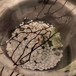 Amazon.com : Ecosphere Medium Sphere : Ecosphere Jellyfish : Pet Supplies